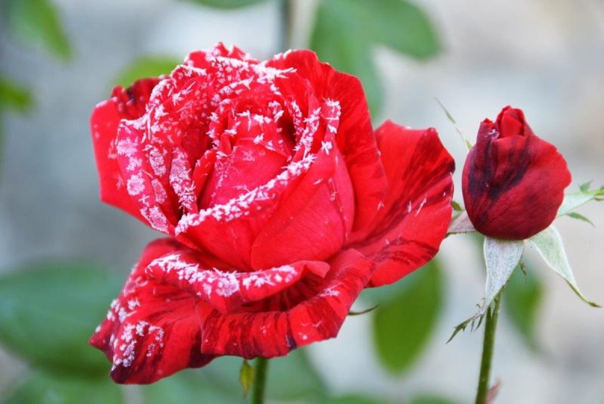 How to Make Roses More Beautiful with Companion Plants | BB.LV
