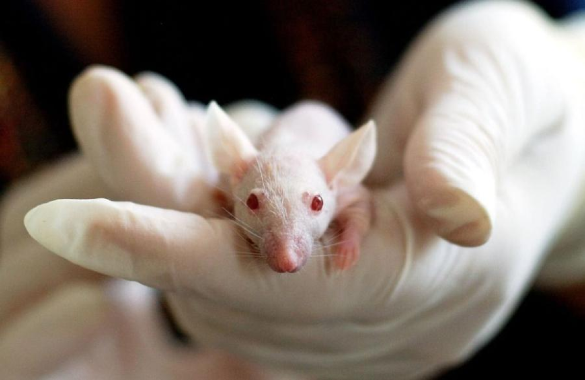 How the Smell of Bananas Can Anger a Male Mouse | BB.LV