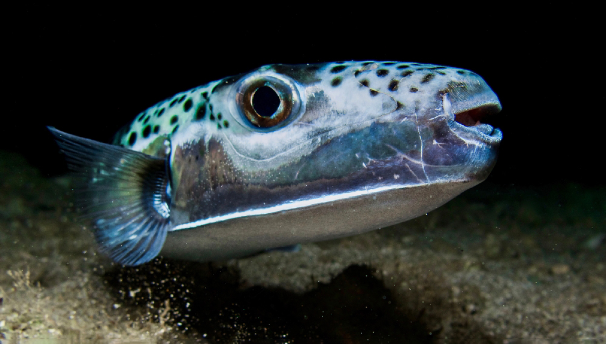 If it bites, it will instantly take your finger: a dangerous fish has ...