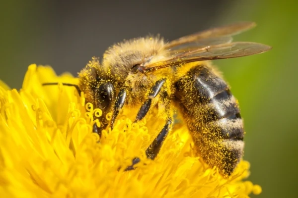 Honeybee Dances Reveal a New Level of Communication in the Animal ...