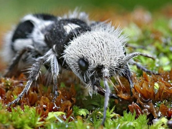 Panda Ant: An Amazing Wasp That Is Not an Ant | BB.LV