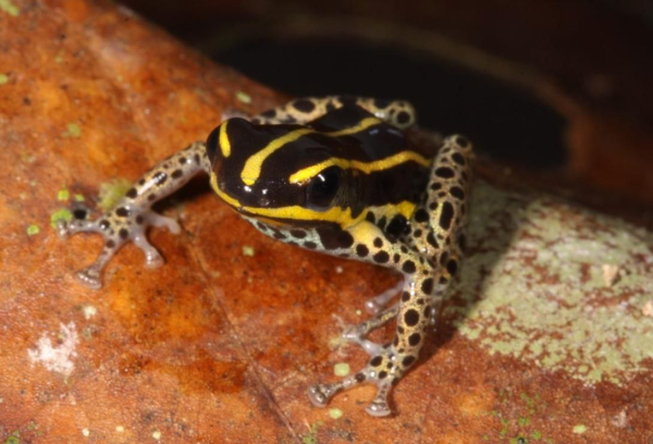 Poisonous and Beautiful: An Unknown Frog Species Discovered in Peru | BB.LV