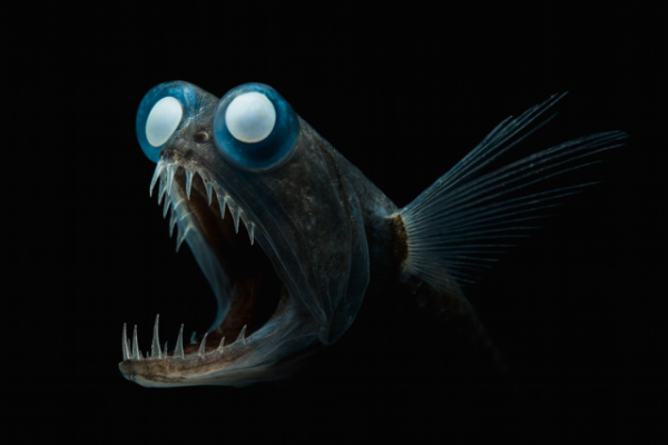 Giant Fish: The Deep-Sea Freak That Can Shock | BB.LV