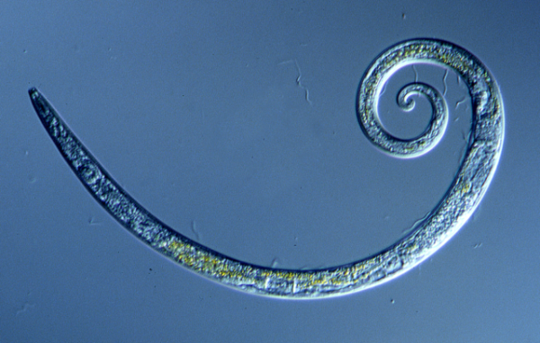 Scientists 'awaken' worms that have been frozen for 46,000 years in ...