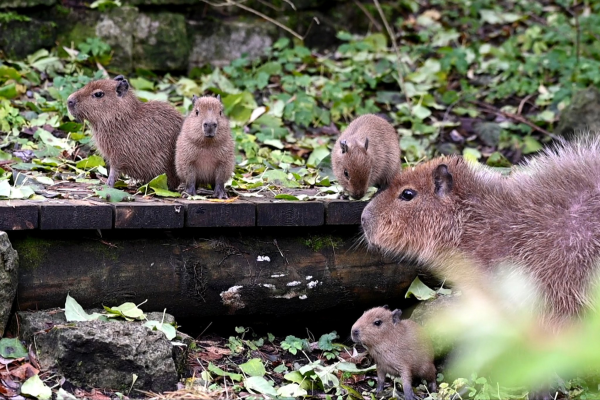 Five Capybara Babies Born at Riga Zoo | BB.LV