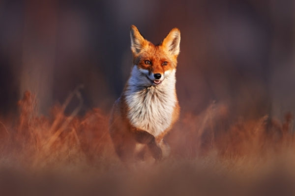Red foxes colonized Australia in just 60 years and caused serious ...