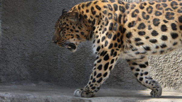 Why Leopards and Leopardesses Choose Different Times for Hunting | BB.LV