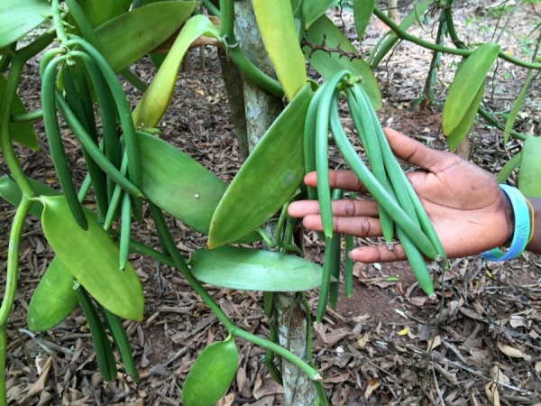Where Does Vanilla Grow? | BB.LV