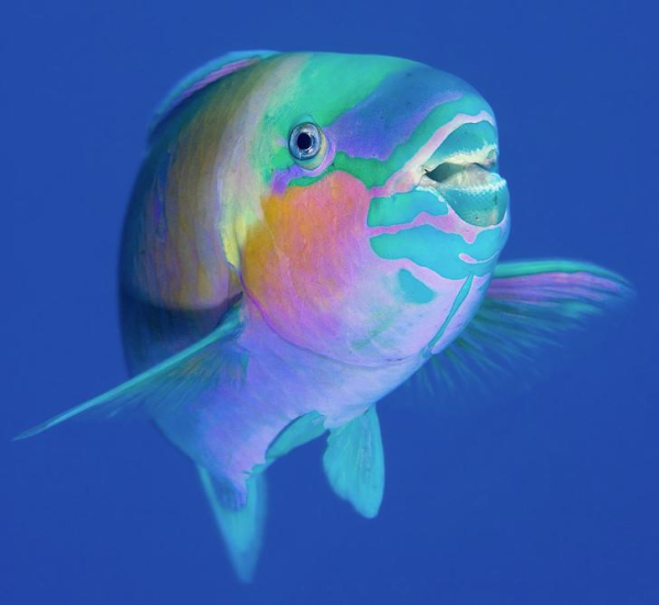 How Hungry Fish Can Change Their Sex | BB.LV