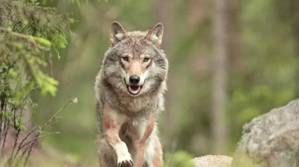 What berries do wolves feed their pups? | BB.LV