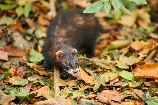 An Unknown Species of Chinese Ferrets Revolutionizes World Zoology | BB.LV