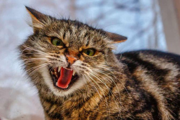 Neurotic Owners Have Neurotic Cats - Study | BB.LV