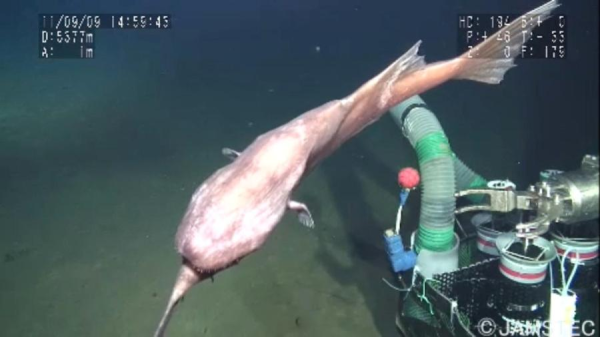 Why Do Some Fish Prefer to Swim Upside Down: Convenience or Necessity ...