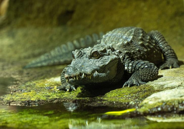 Can Alligators Regenerate Their Tails? | BB.LV