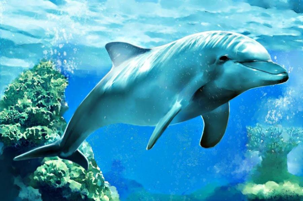 Do dolphins attack humans? | BB.LV