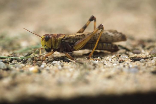 Can locusts really change color? | BB.LV