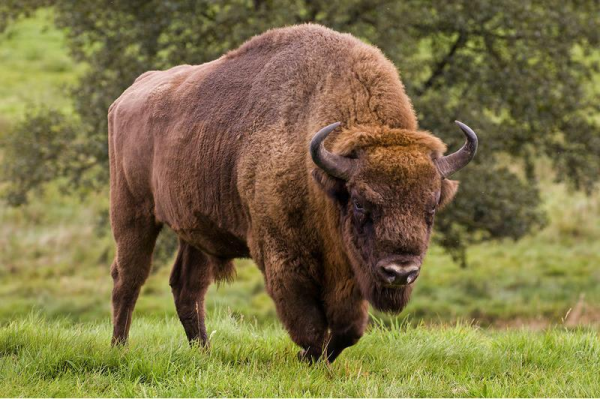 The Origin of the Name of the Bison | BB.LV