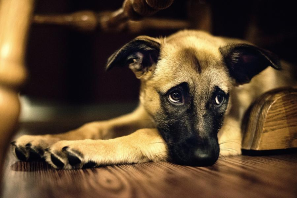 Behavior Specialist Explains Why a Dog May Refuse Food | BB.LV