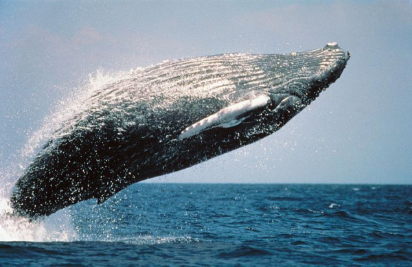 How Scientists Determine the Weight of Whales: It's Simpler Than It ...