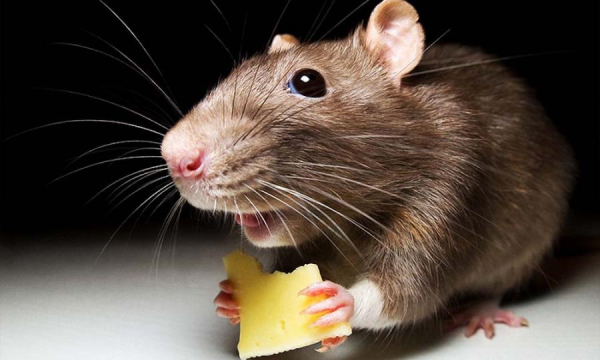A petition has been started to prevent the spread of rats in Riga | BB.LV