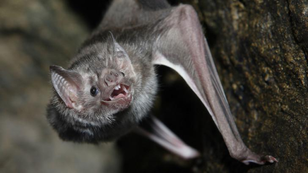 How does a bat find its way? | BB.LV