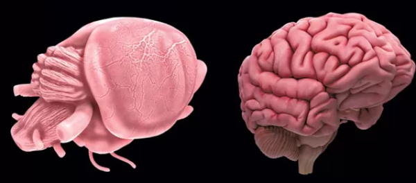 U.S. Biologists Have Established That the Mouse Brain Is Virtually ...