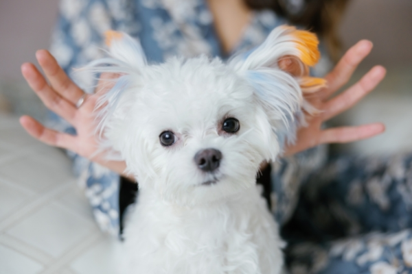 Why Even Experienced Owners Misinterpret Dog Behavior | BB.LV