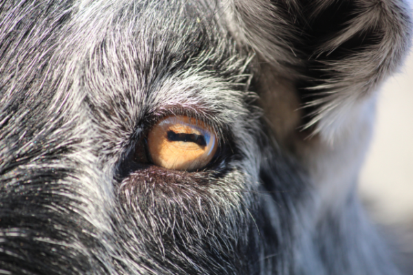 Why Do Goats and Sheep Have Rectangular Pupils? | BB.LV