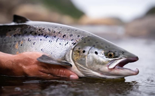 Why Salmon Fish Die After Spawning and Whether It Can Be Prevented | BB.LV