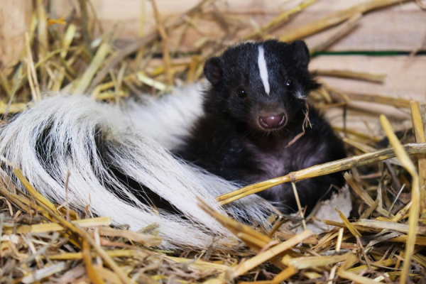 Funny Facts About Skunks: Belligerent Stinkers | BB.LV