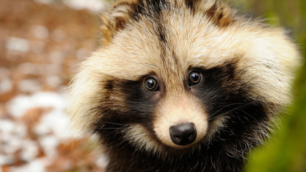 Which invasive species were most commonly observed in Latvia last year ...