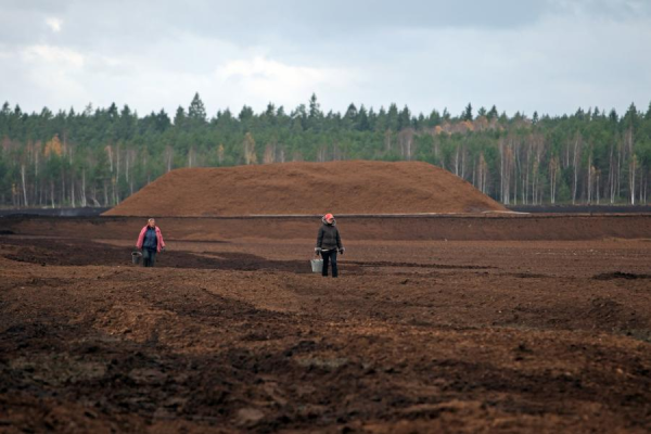 Which peat to choose for composting? | BB.LV