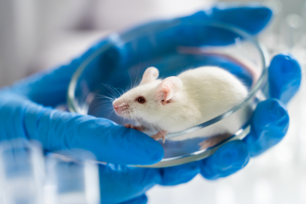 American Biologist Successfully Rejuvenates Mice | BB.LV
