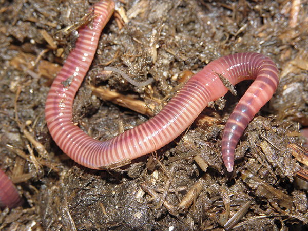 Chinese Worms Contribute to a Grand Discovery | BB.LV