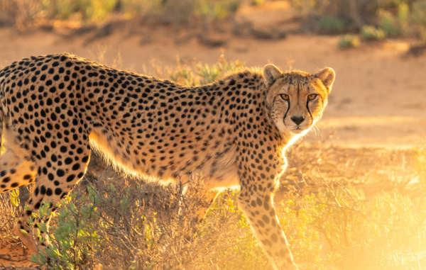 Mummies of Cheetahs That Lived Centuries Ago Found in Cave | BB.LV