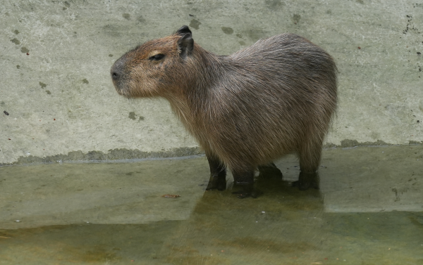 Riga Zoo Invites You to Name the Capybara Babies | BB.LV