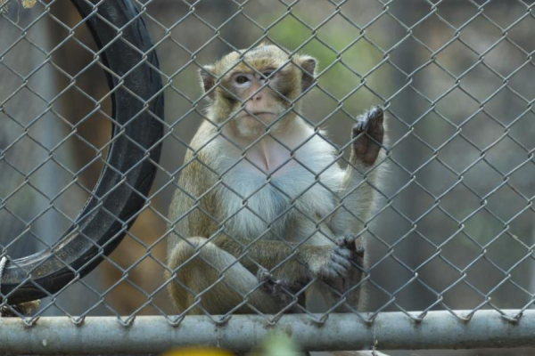 Construction of a Farm for Breeding 30,000 Monkeys for Medical Research ...