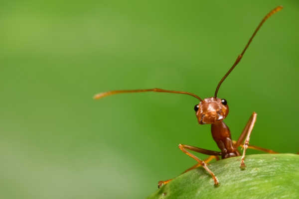 How Ants Started Using Hydrogen Peroxide for Self-Medication | BB.LV