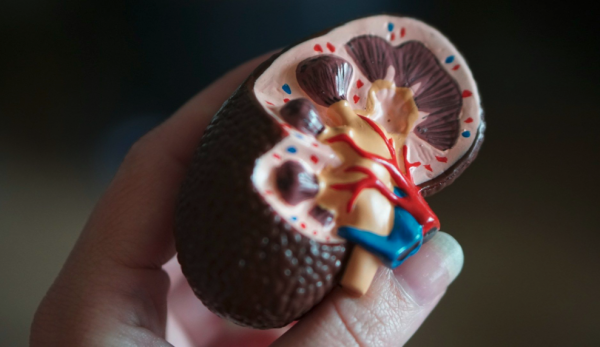A Hidden Link Between Kidney Function and Brain Disease Development ...
