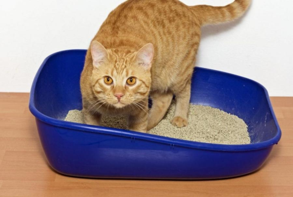 Optimal Places for Cat Litter Box Placement | BB.LV