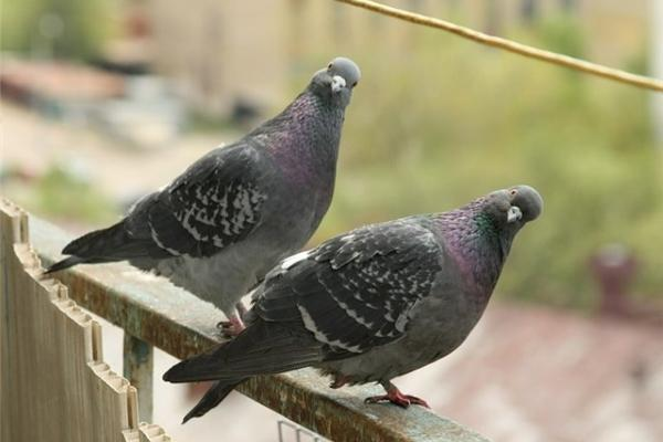 Why do large birds adapt to humans more quickly? | BB.LV