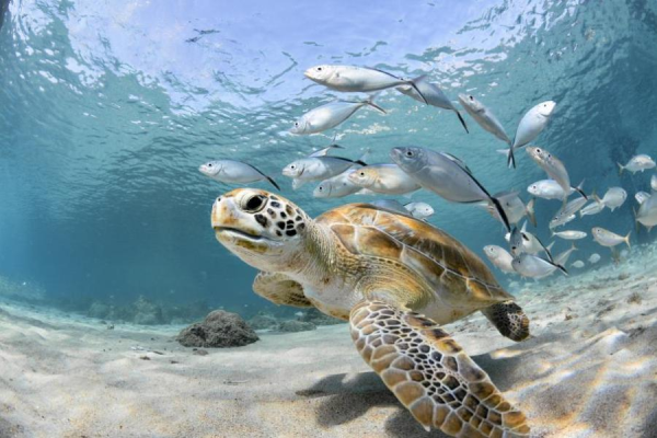 Mass Poisoning from Turtle Meat Recorded in Tanzania | BB.LV