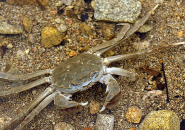 Migratory Crabs in Western Europe: They Eat Everything That Moves | BB.LV