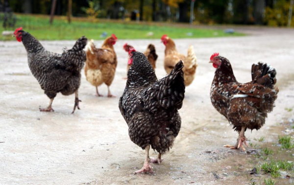 The History of Chicken Domestication | BB.LV